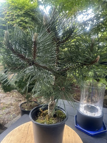 Austrian Pine Pre-Bonsai tree Pinus Nigra Compacta 24" | eBay