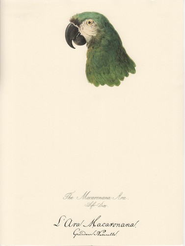 BARABAND PARROT PRINT / #523 / LEEFT -MACRONANA PARROT / PLATE 000 / 10 ...