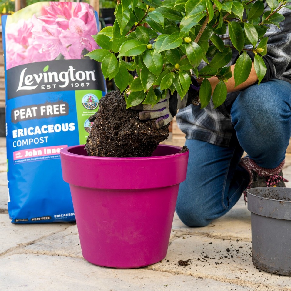 WESTLAND ERICACEOUS COMPOST 10L 25L 50L AZALEAS CAMELLIA PLANTING ...