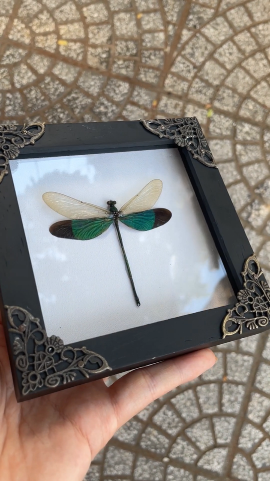 Gothic Art Framed Dragonfly Bug Taxidermy Entomology Decor Birthday ...