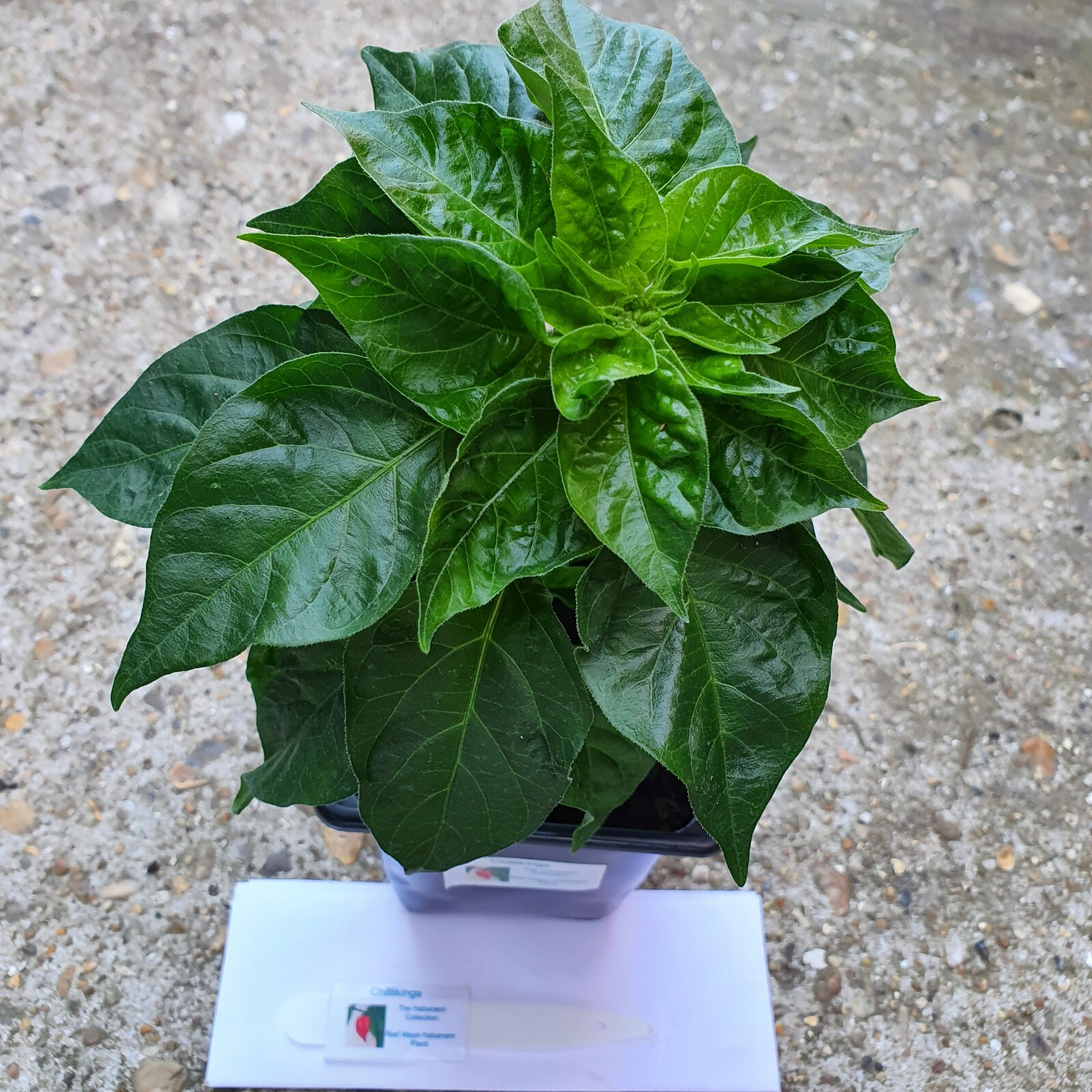 Any 1x Of Our Large Chilli Plants In a 12cm Pot!!! Chillikings!!! Ready ...
