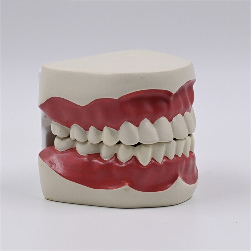 Simulation Teeth Model Display Teeth Structure Model for Kids Learning ...