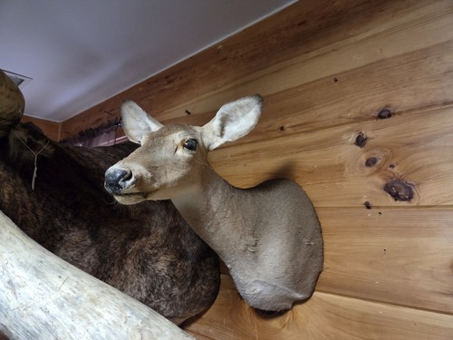 Decent Vintage Whitetail Doe Shoulder Mount Antler Horn Deer Taxidermy ...