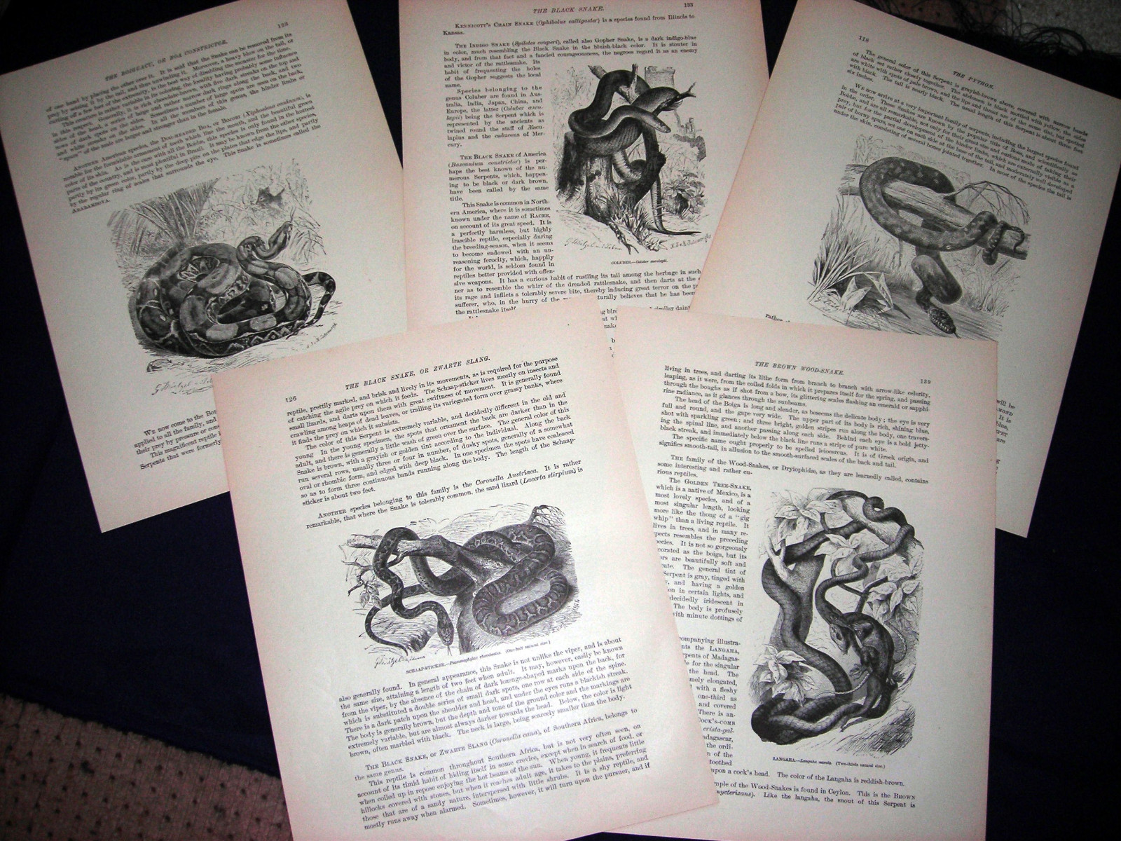 Snakes - Carpet, Boa, Madagascar - 1898 Prang Wood Engraved Print | eBay