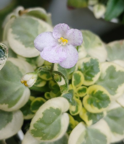 African Violet Plant -- VA-Bank ~ variegated semi ~ leaf Chimera | eBay