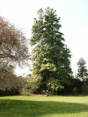 Pinus excelsa HIMALAYAN PINE Seeds! | eBay