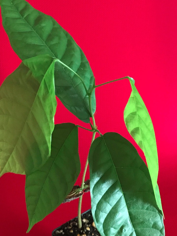 FORASTERO Theobroma Cacao Cocoa Chocolate Tree Potted Plant Yellow Pod ...