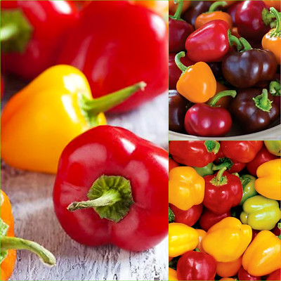 CAPSICUM MINI BELLE MIX 12 Seeds GROW Bulk VEGETABLES Spring SUMMER ...