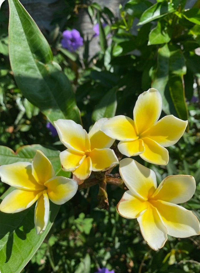 Aztec Gold Plumeria Fresh Cutting Single Head 6-8in. Scented Flower ...