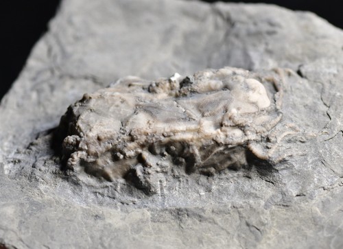 BIG 3D Glyptocystites Cystoid with Arms , Upper Ordovician of Ontario ...