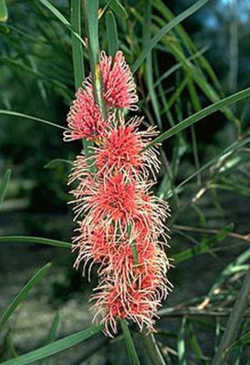 Hakea multilineata - Grass Leaf Hakea - 20 Seeds | eBay Australia