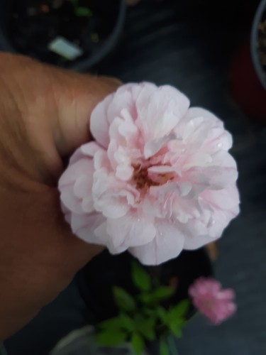 Heirloom Natchitoches Noisette Rose | eBay