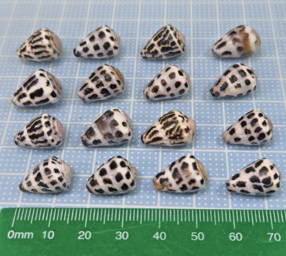 Hebrew cone shell from japan Shells of Okinawa 36 pieces | eBay