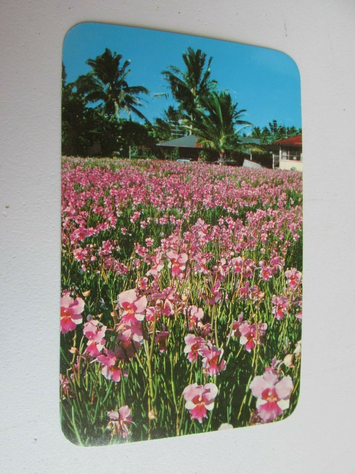 C138 vintage postcard Hawaii HI Hawaiian Vanda Orchids Miss Joaquim ...