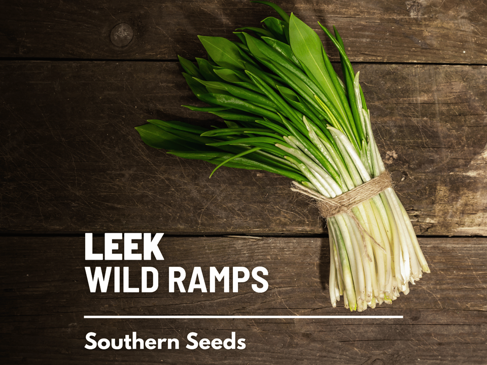Wild Ramps Leek Seeds, Heirloom Allium tricoccum, USA Grown | eBay