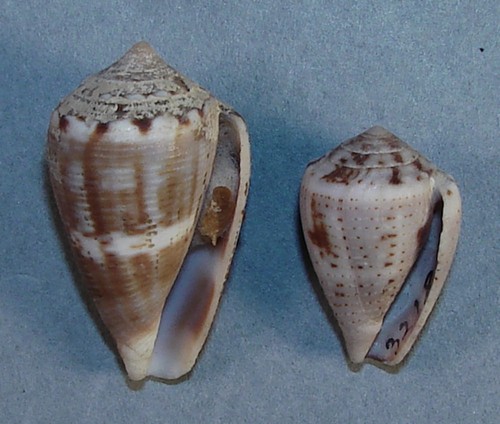 CONUS MUS 23-34mm BEAUTIFUL SPECIMENS Aruba, Netherlands Antilles | eBay