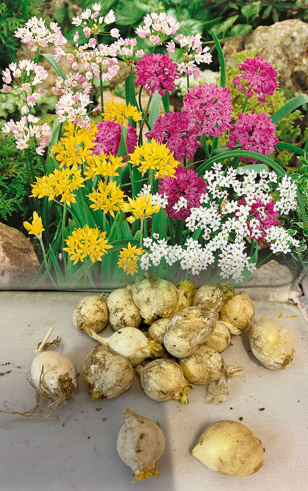 1-200 MIXED MINIATURE ALLIUM BULBS HARDY DWARF GARDEN SUMMER FLOWERING ...