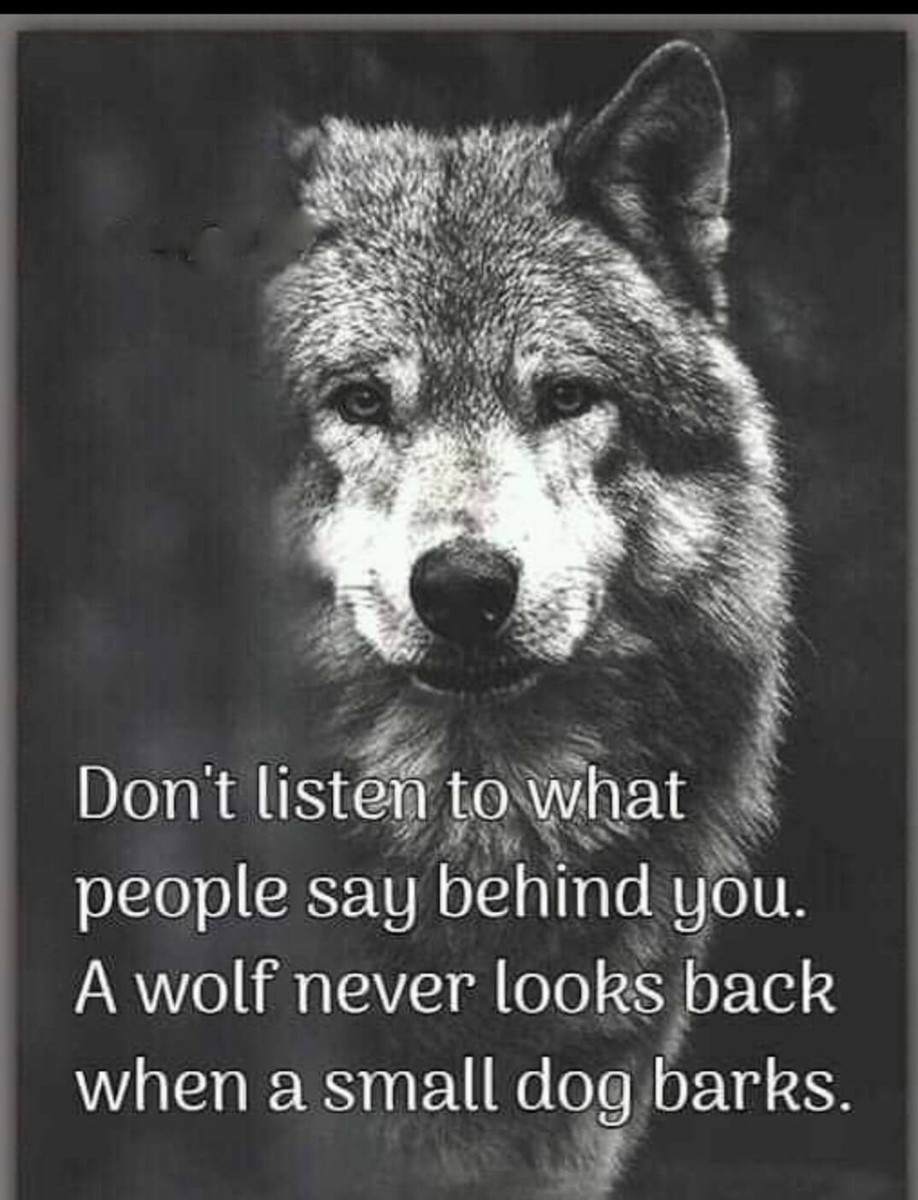 Alpha Female Wolf Quotes