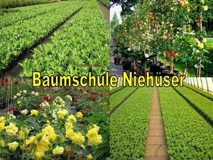 Die Baumschule und Pflanzencenter | eBay UK Stores