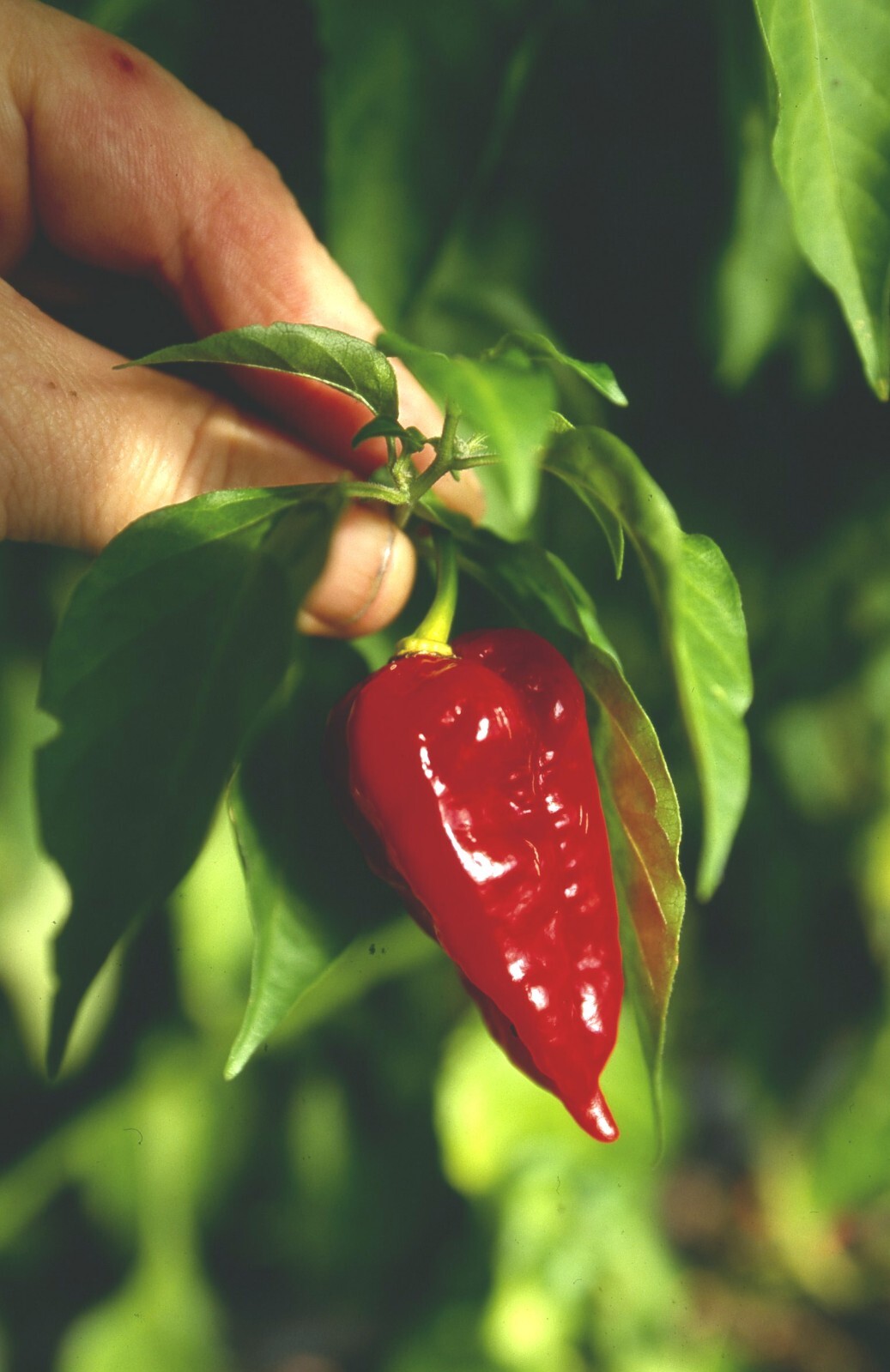 🌼 100% Genuine Dorset Naga Morich Chilli Seeds, Fresh UK Seeds - High ...