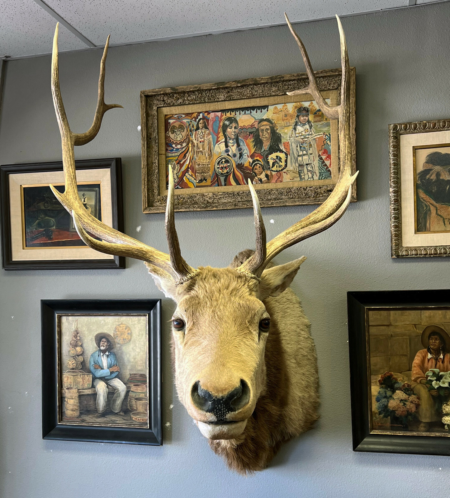 Large Trophy Mounted Elk Head | eBay