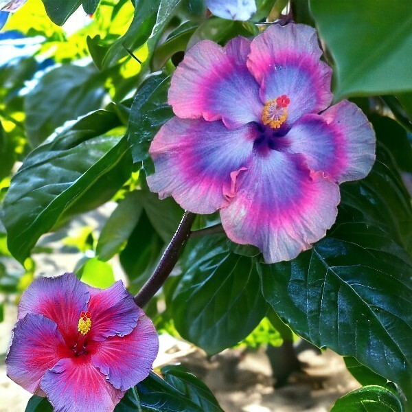 30pcs Multicolor Hibiscus Seeds - Rare Non-GMO Heirloom Variety for ...