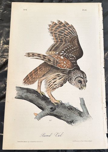John James Audubon Pl. 36 Barred Owl - 1st ed 8vo h/c litho ORIGINAL | eBay