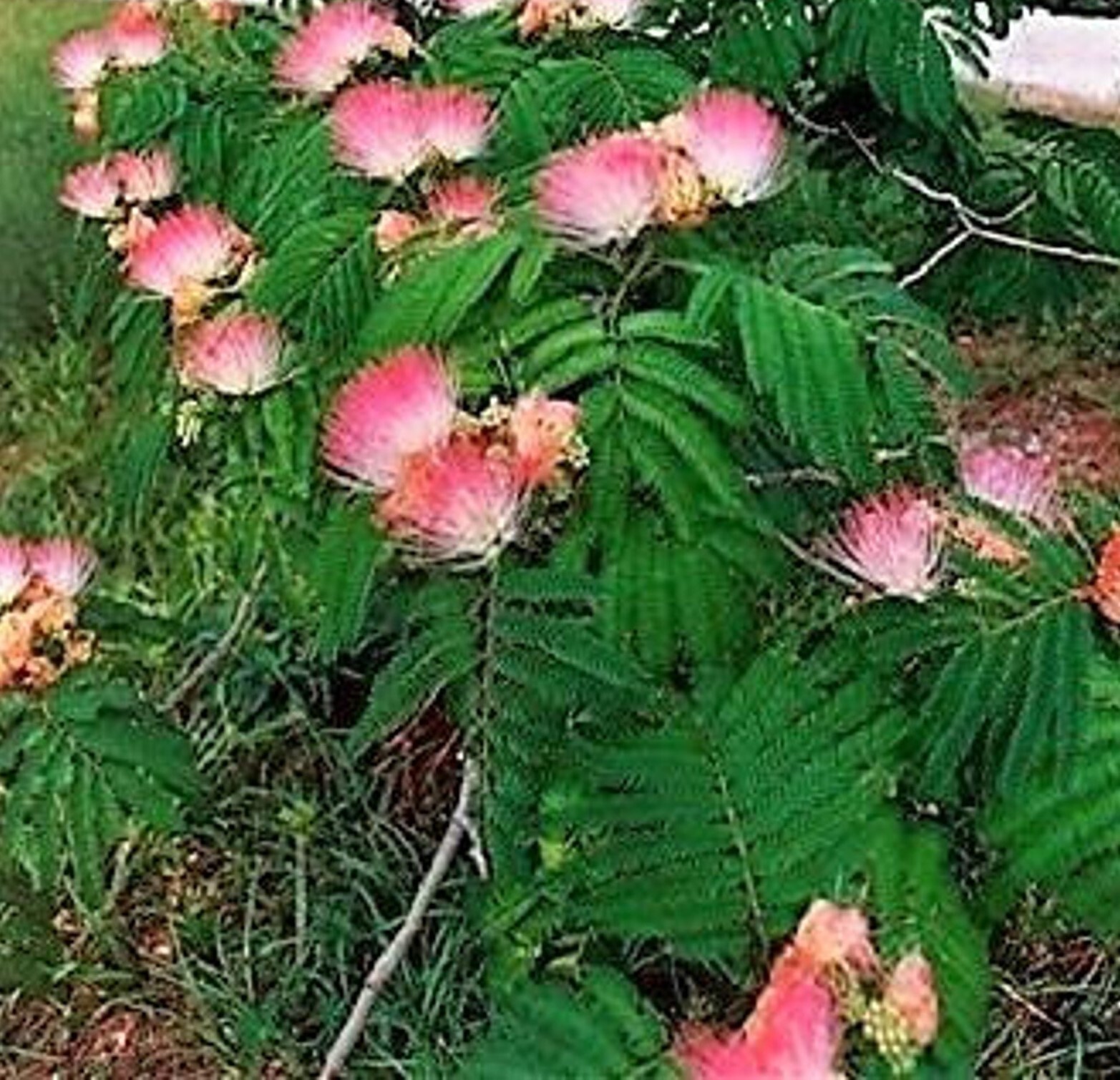 Mimosa Silk Tree, Albizia julibrissin, Seeds (Fast, Hardy, Fragrant ...