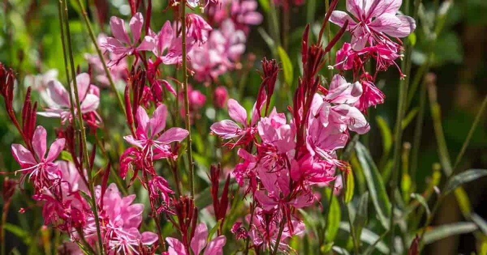 3X GAURA GAURIELLA BICOLOR PERENNIAL PLANT PLUGS PINK WHITE FLOWERS ...