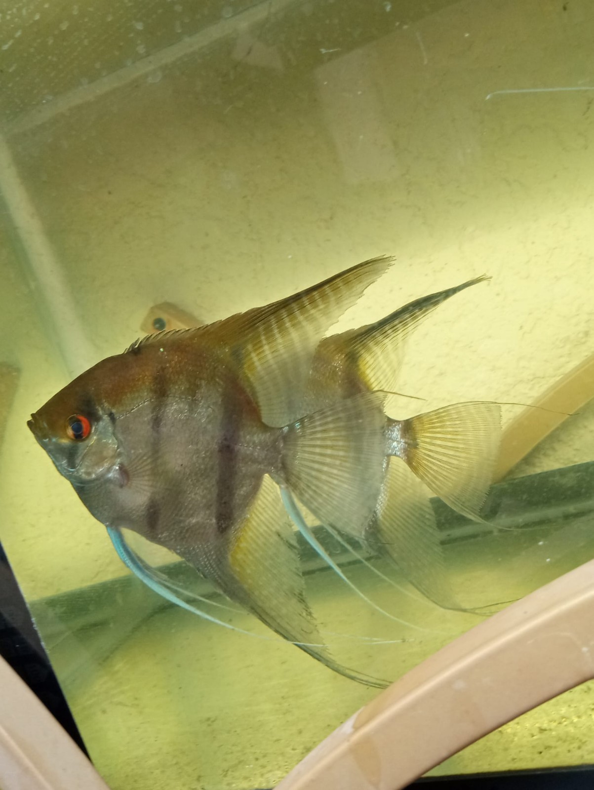 Breeding pair of Silver Domestic Angelfish. | eBay