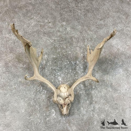 #25720 N | Fallow Deer Skull & Antler European Taxidermy Mount For Sale ...