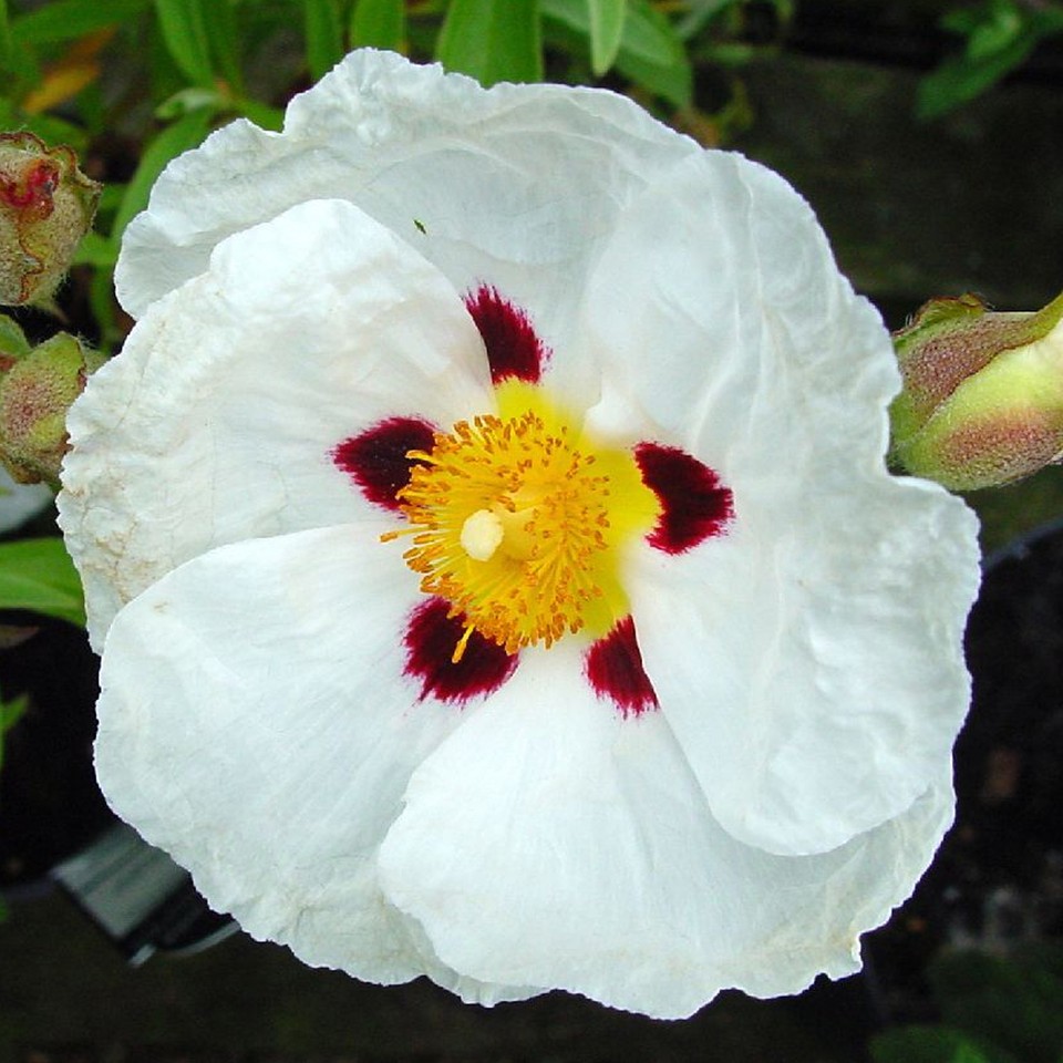 Cistus Alan Fradd - Rock Rose | Evergreen Potted Bushy Garden Shrub for ...