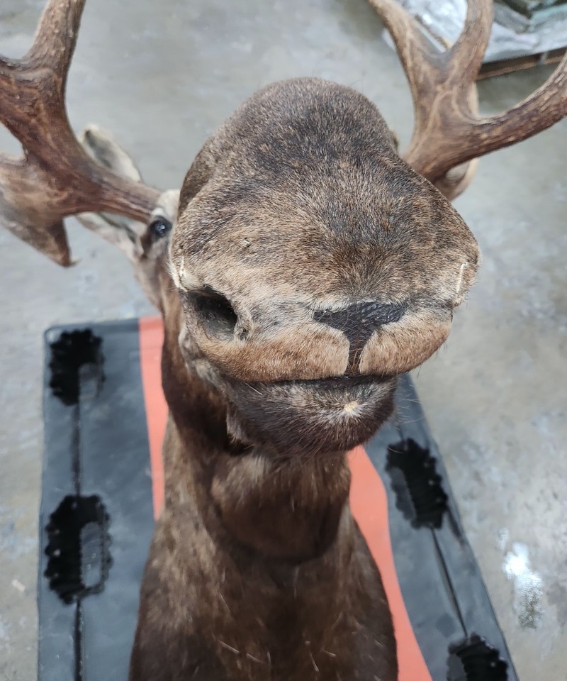 RARE Abercrombie & Fitch Moose Head Shoulder Mount 1999 Jonas Bros ...