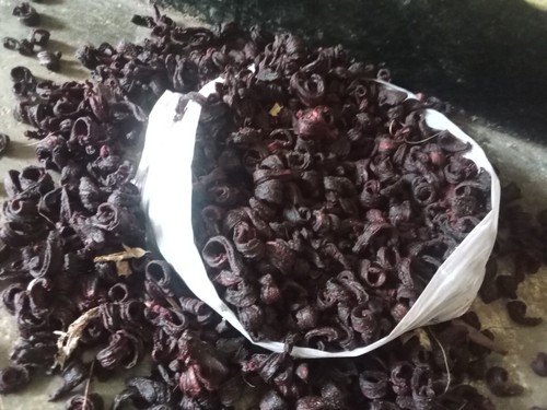 Ceylon Dried Goraka 100% Natural Garcinia Cambogia Weight Loss ...