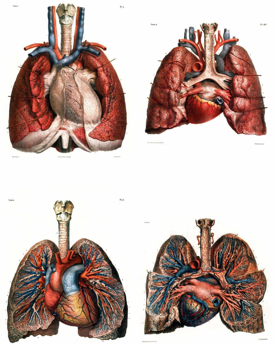 Human Lungs Real