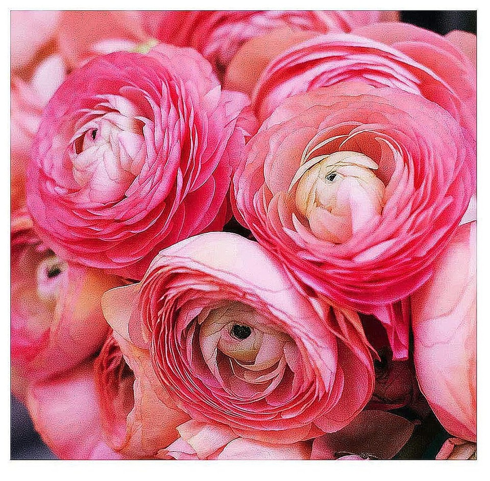 Pink Aviv Ranunculus Corms - 12 Largest Size Corms Bulbs | eBay