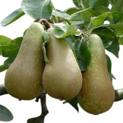 Dwarf Patio Fruit Tree- Pear- Variety Conference - Approx 80cm Tall ...