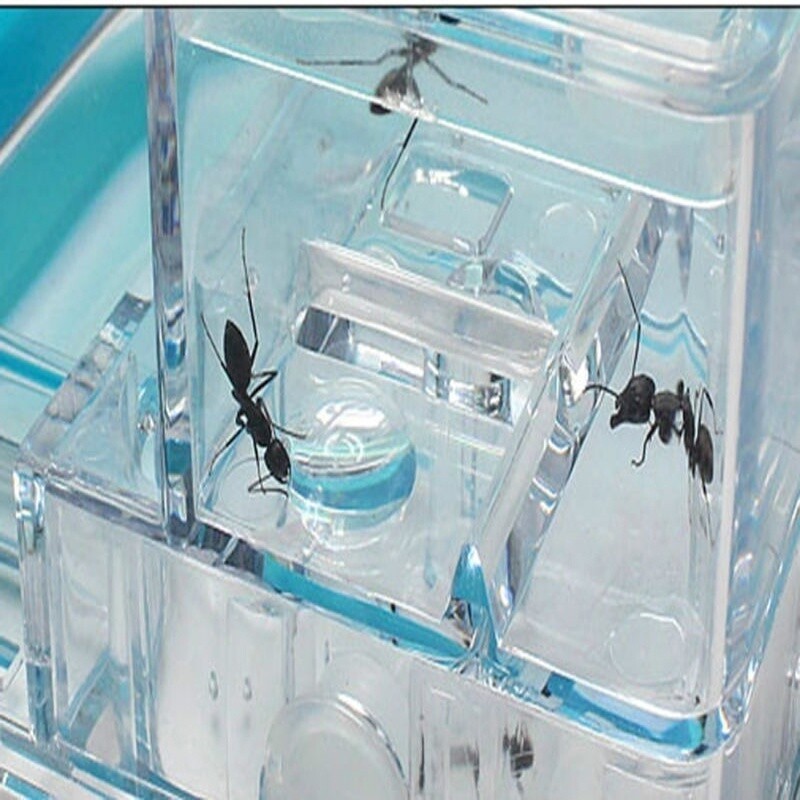 Us 3d Ant Farm Gel Maze Educational Ant Nursery Live How To Make An