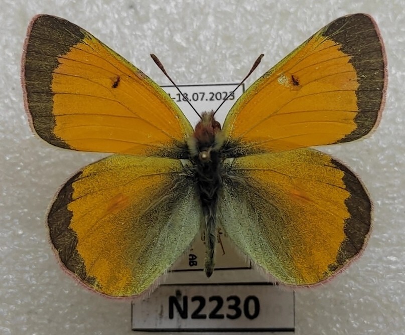 Colias hecla sulitelma 1m Polar Ural N2230 | eBay