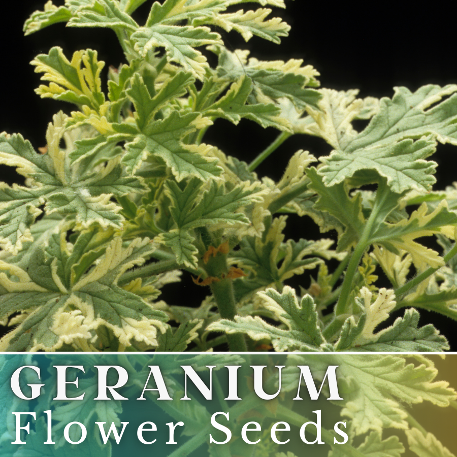100+ Geranium Seeds -Garnet Mist- Fragrant - Fresh Flower Seeds Non GMO ...