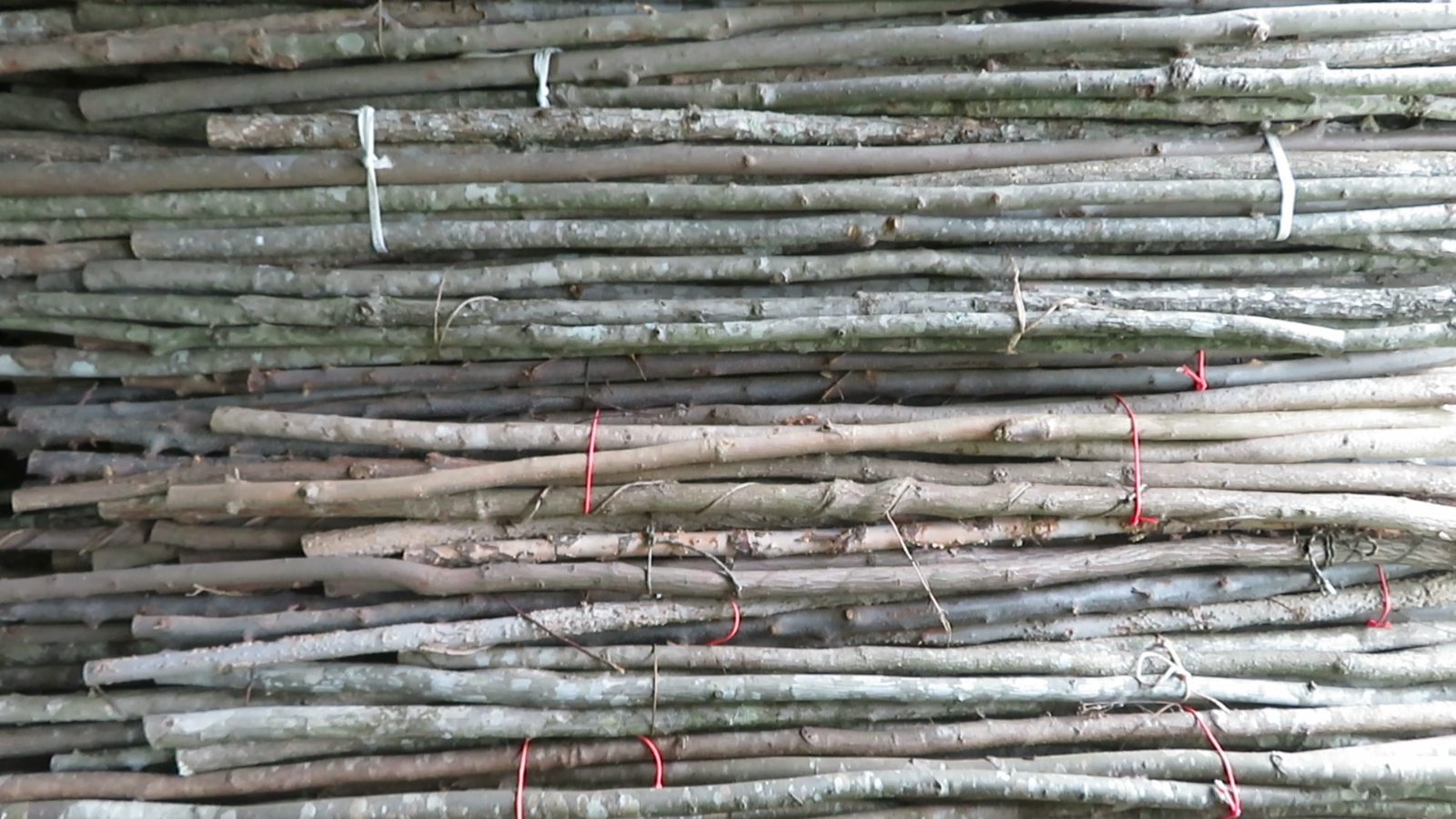 Traditional "Blank" Walking/Hiking Sticks 55"-60" (Ebay)) | eBay
