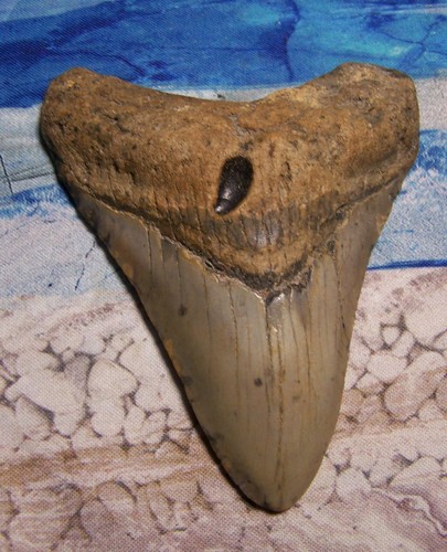 MEGALODON Shark Tooth 4" sharks teeth BIG fossil REAL megladon CLASSIC ...