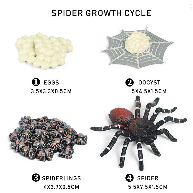 Spider Life Cycle For Kids
