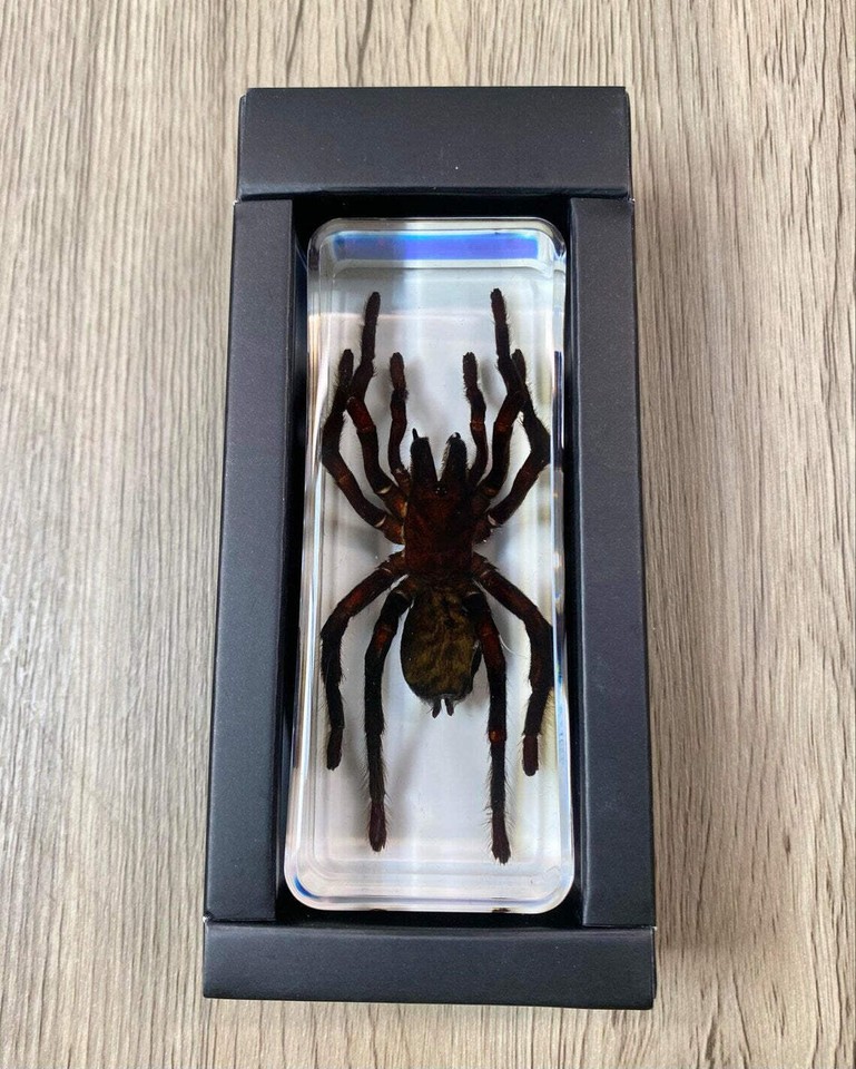Large Tarantula Insect Taxidermy Clear Acrylic Resin Paperweight ...