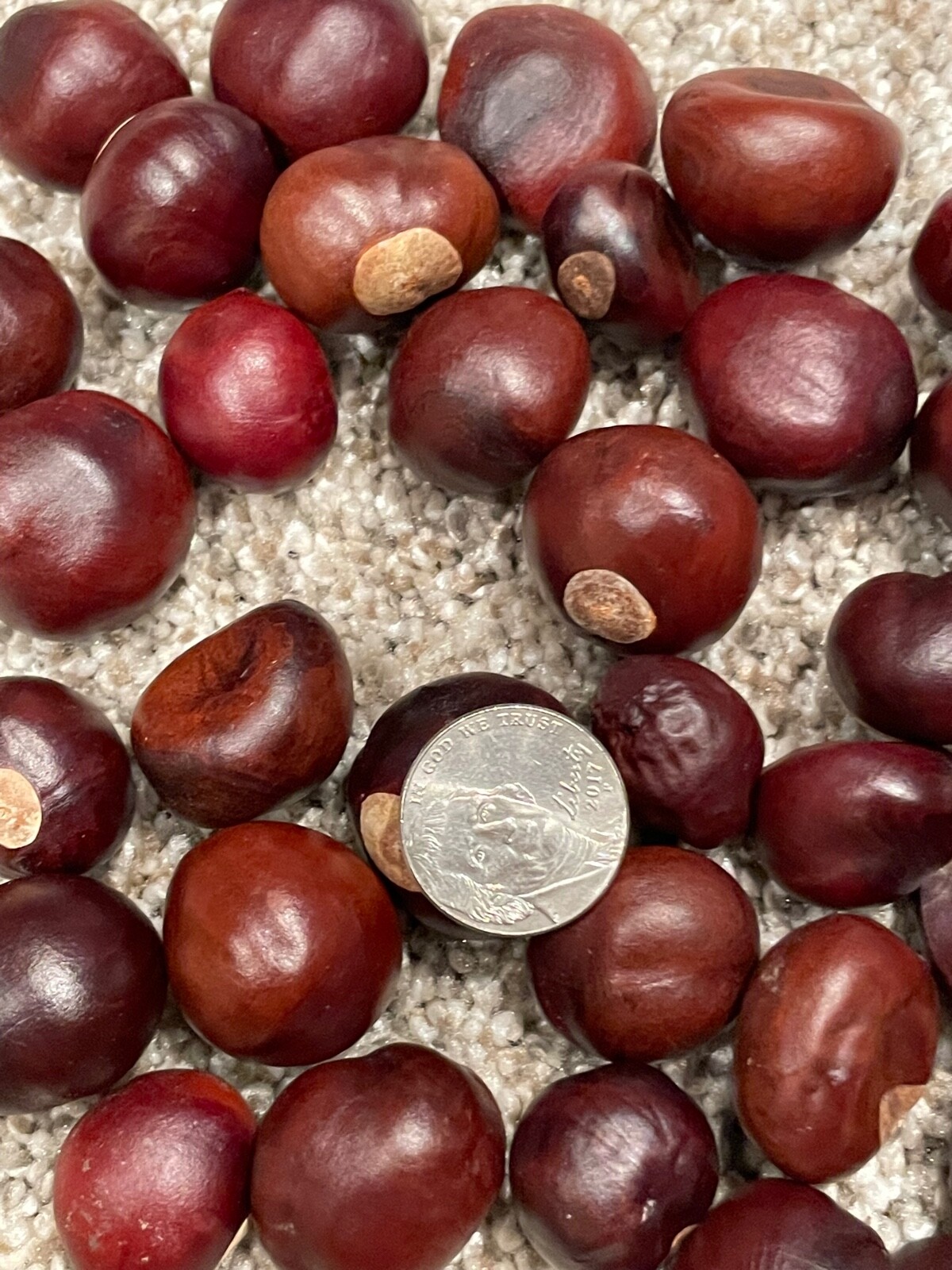 Buckeye Nuts Med Nickel Size from Central Ohio Dried Batch of 250 Great ...