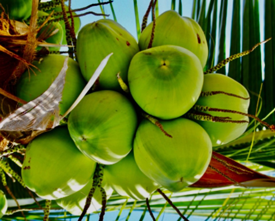 Coconut Seeds Sprouted 2 Organic Dwarf Coconut seed sprout | eBay