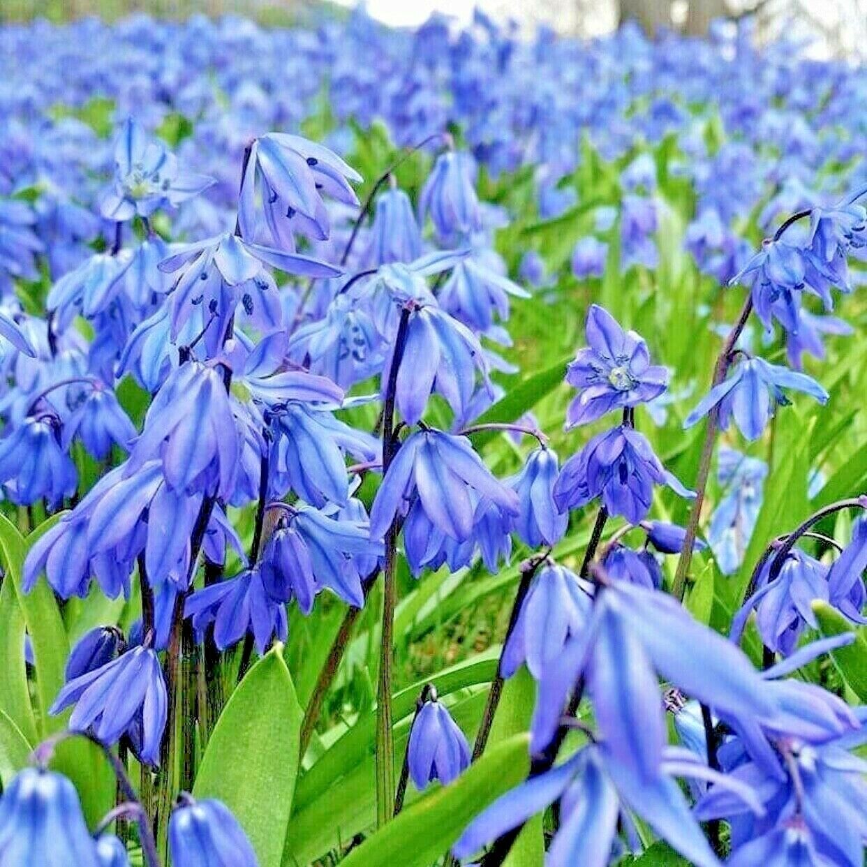 SCILLA SIBERICA BULBS | Bluebell Siberian Squill Garden Spring ...