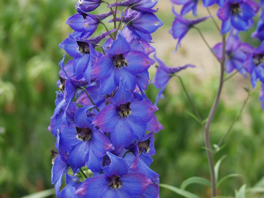 ROCKET LARKSPUR MIX - 600 SEEDS - Delphinium ajacis - FLOWER - Hyacinth ...