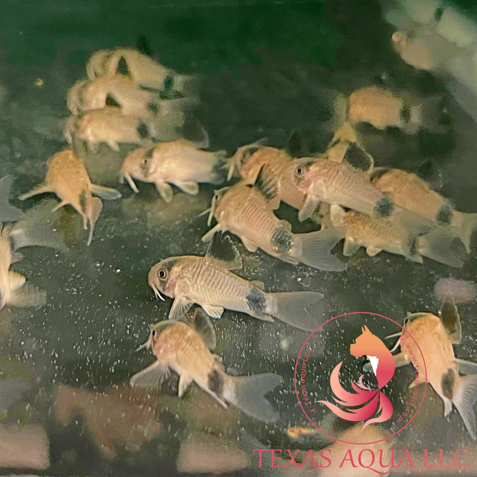 3 SMALL PANDA CORY CAT FISH | TOP QUALITY | USA REPUTABLE SELLER | eBay