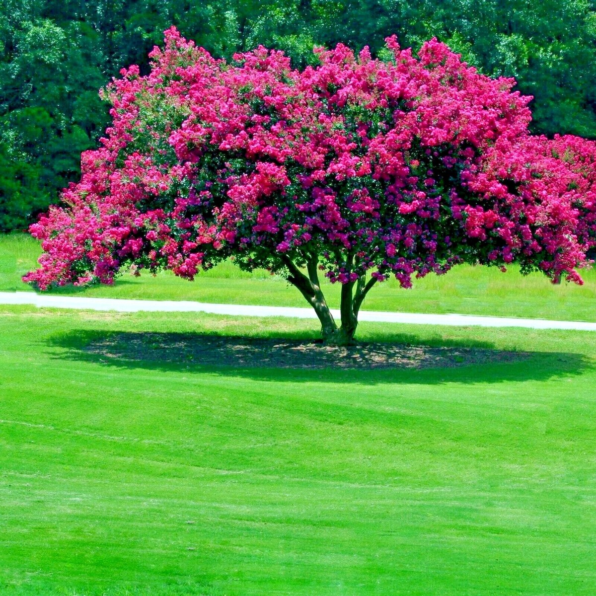 Crepe Myrtle Tree Tattoos